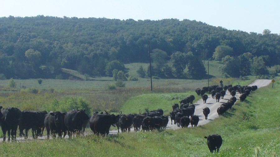 Werner Family Angus